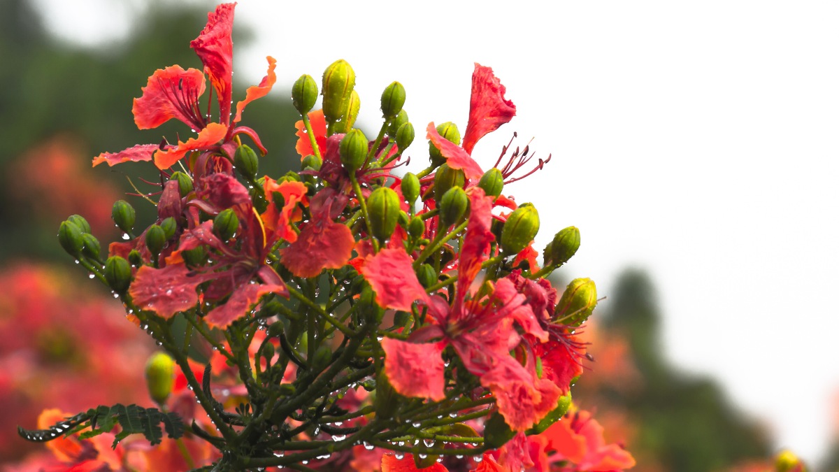 Tổng hợp 50+ hình ảnh hoa phượng đẹp gắn liền với mùa hè